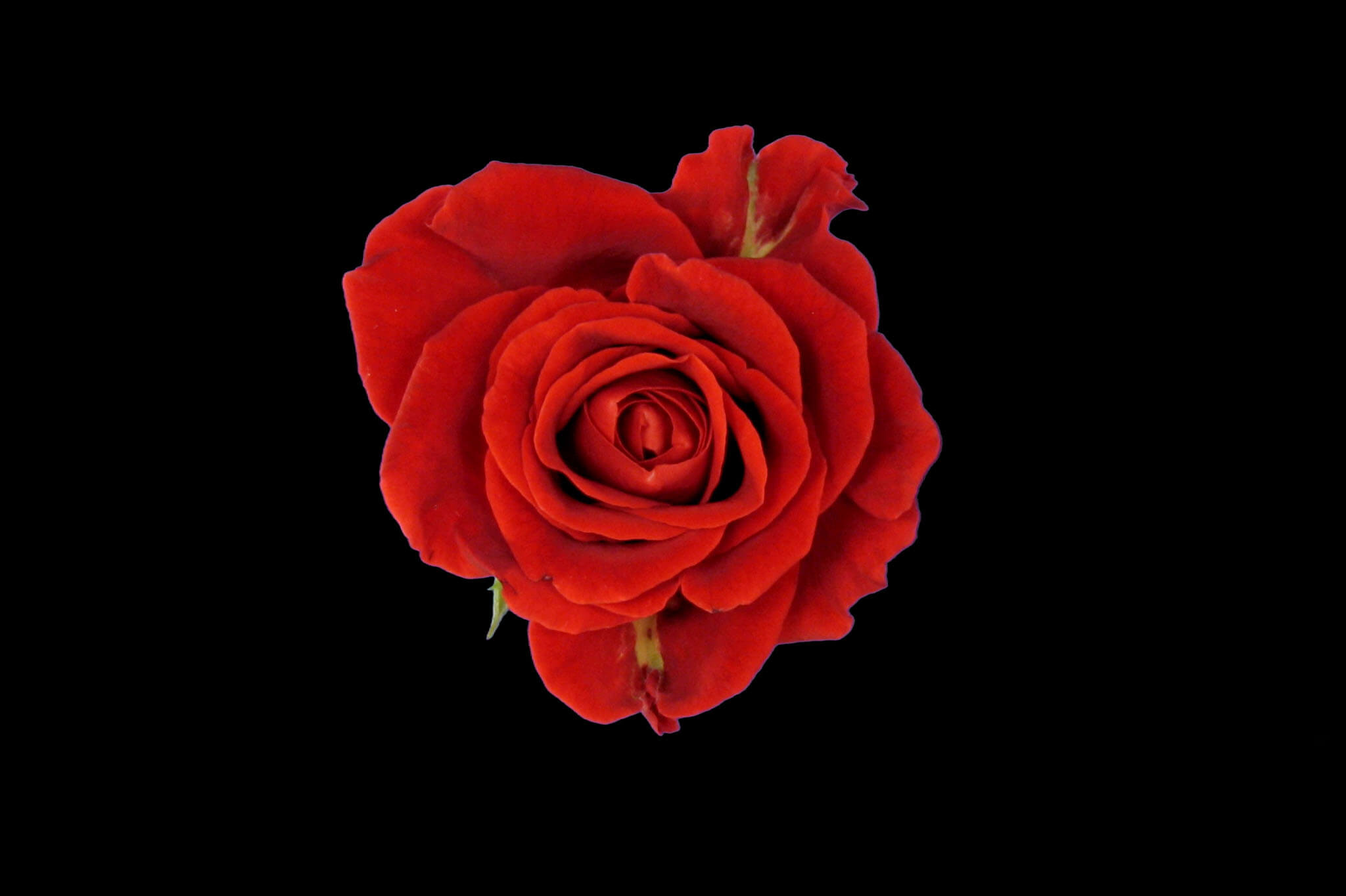 Keith Kelsen’s Narrative of Scent: Time Travel Through Scent - Inhalio